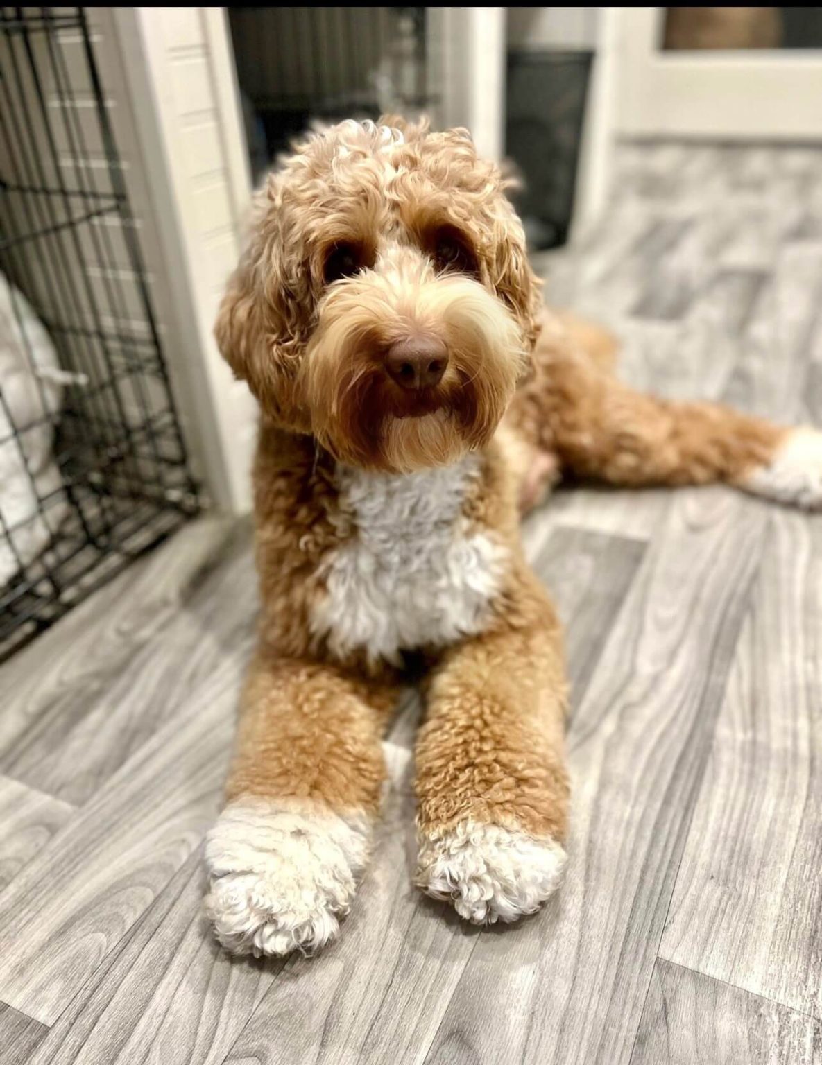 Pick of the Litter-Labradoodle for Sale | Noble FUR Labradoodles