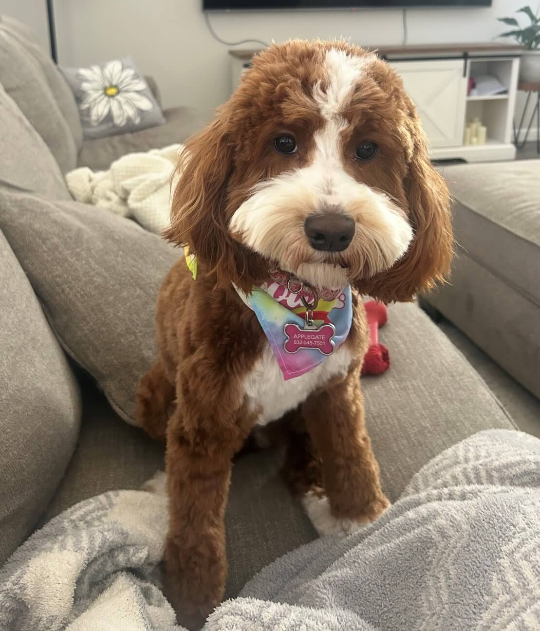 Pick of the Litter-Labradoodle for Sale | Noble FUR Labradoodles