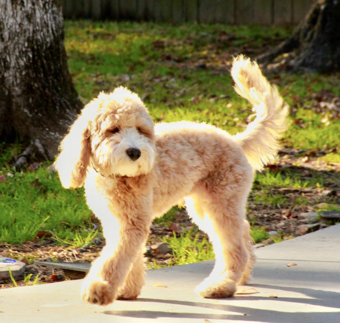 Pick of the Litter-Labradoodle for Sale | Noble FUR Labradoodles